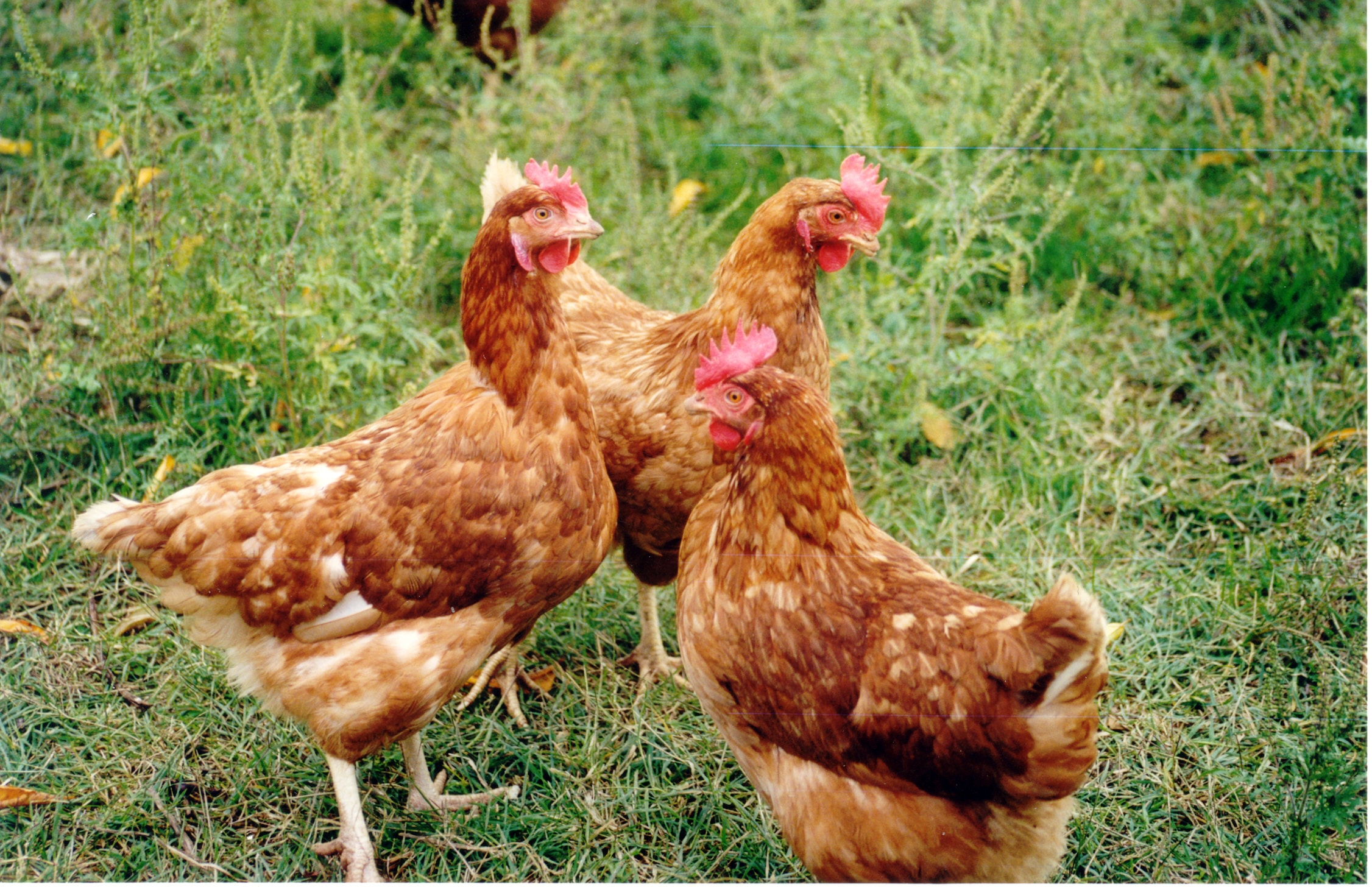 Comment sont élevées les volailles - AFIVOL - Association Filières ...